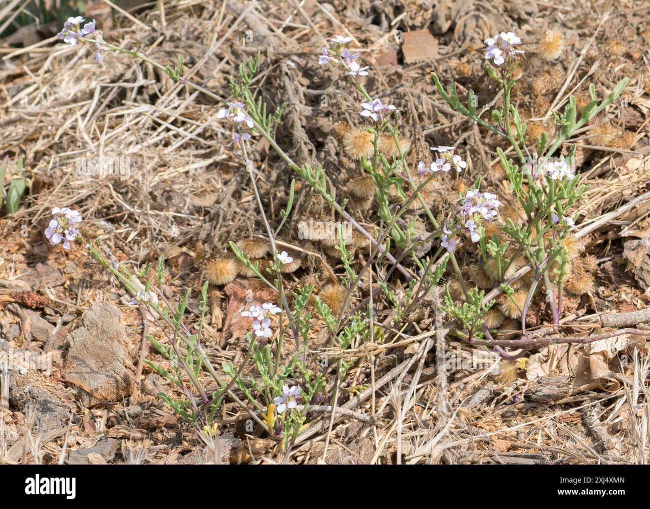 European Searocket (Cakile maritima) Plantae Stock Photo - Alamy