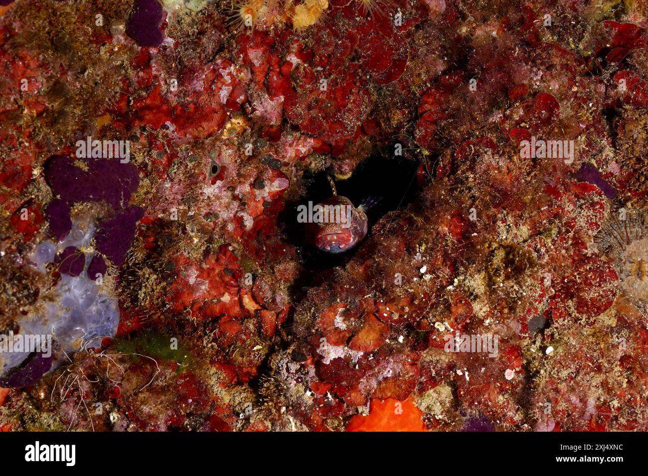 A small redmouth goby (Gobius cruentatus) peeking out of a small cave ...