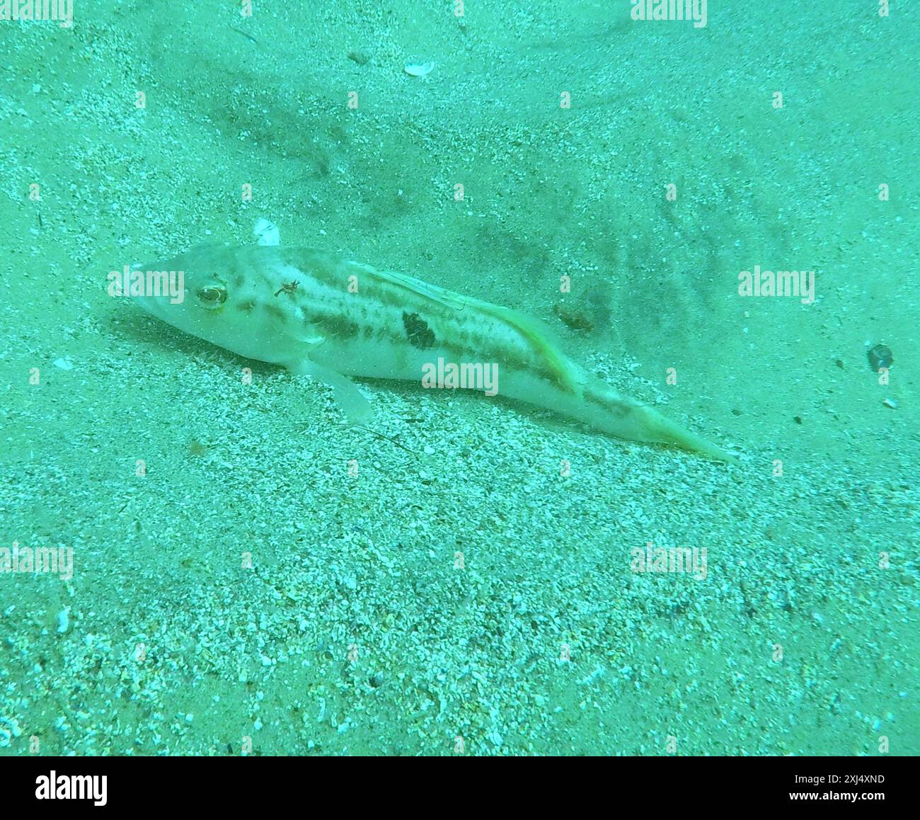 Barred Sand Bass (Paralabrax nebulifer) Actinopterygii Stock Photo - Alamy