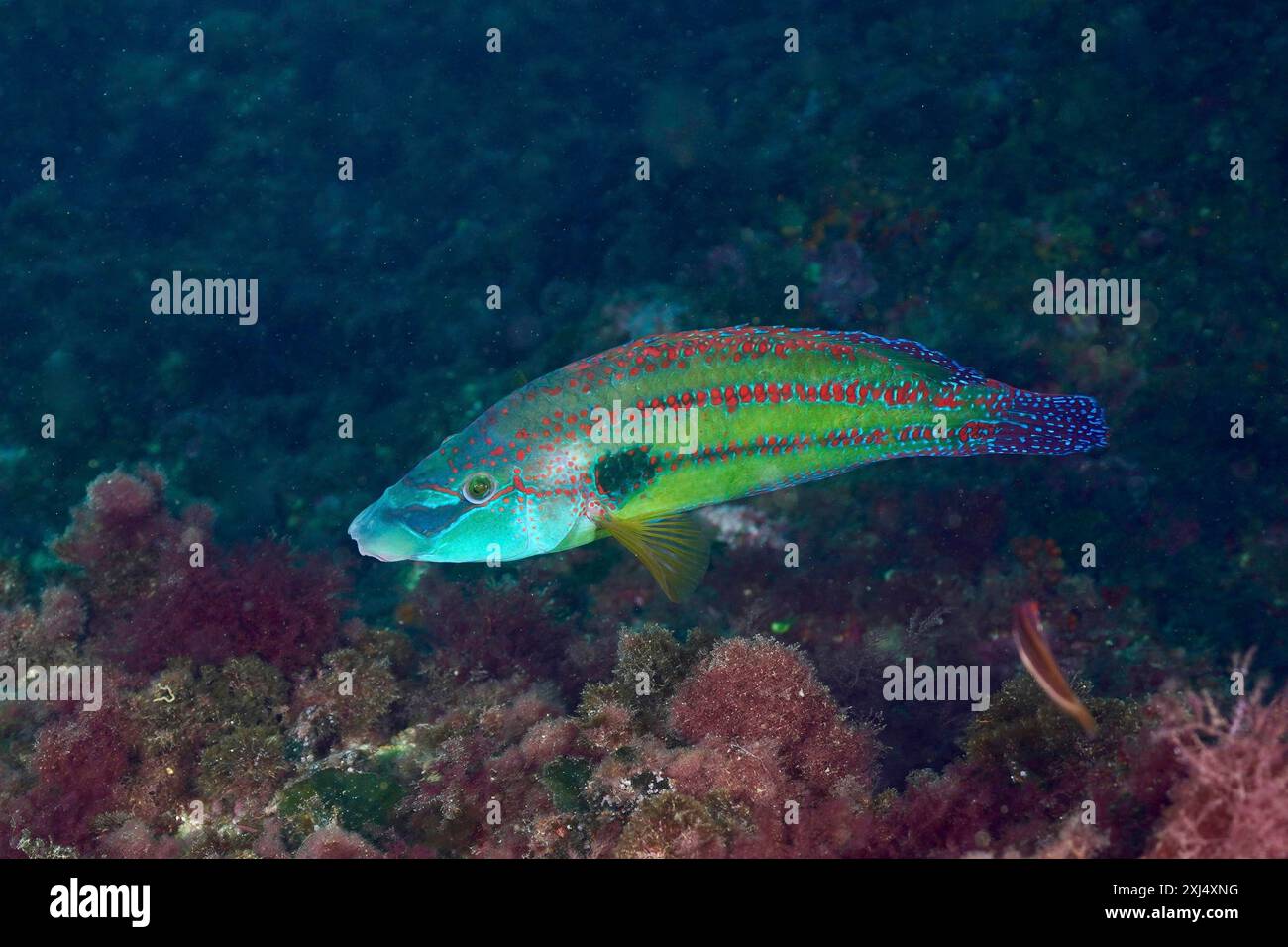 Peacock wrasse (Symphodus tinca) with green-blue scales and red spots ...