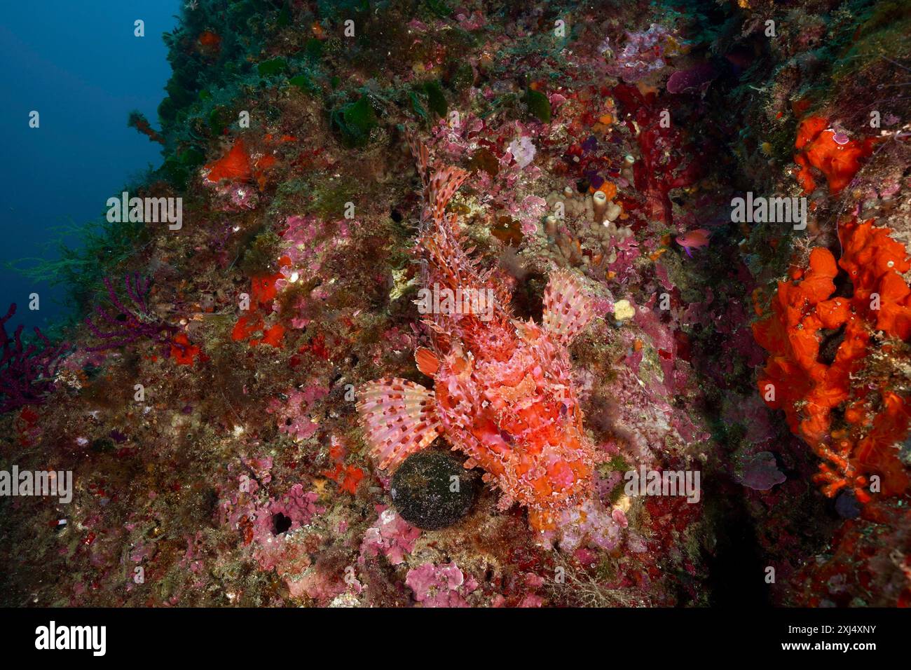 Deep sea sponge europe hi-res stock photography and images - Alamy