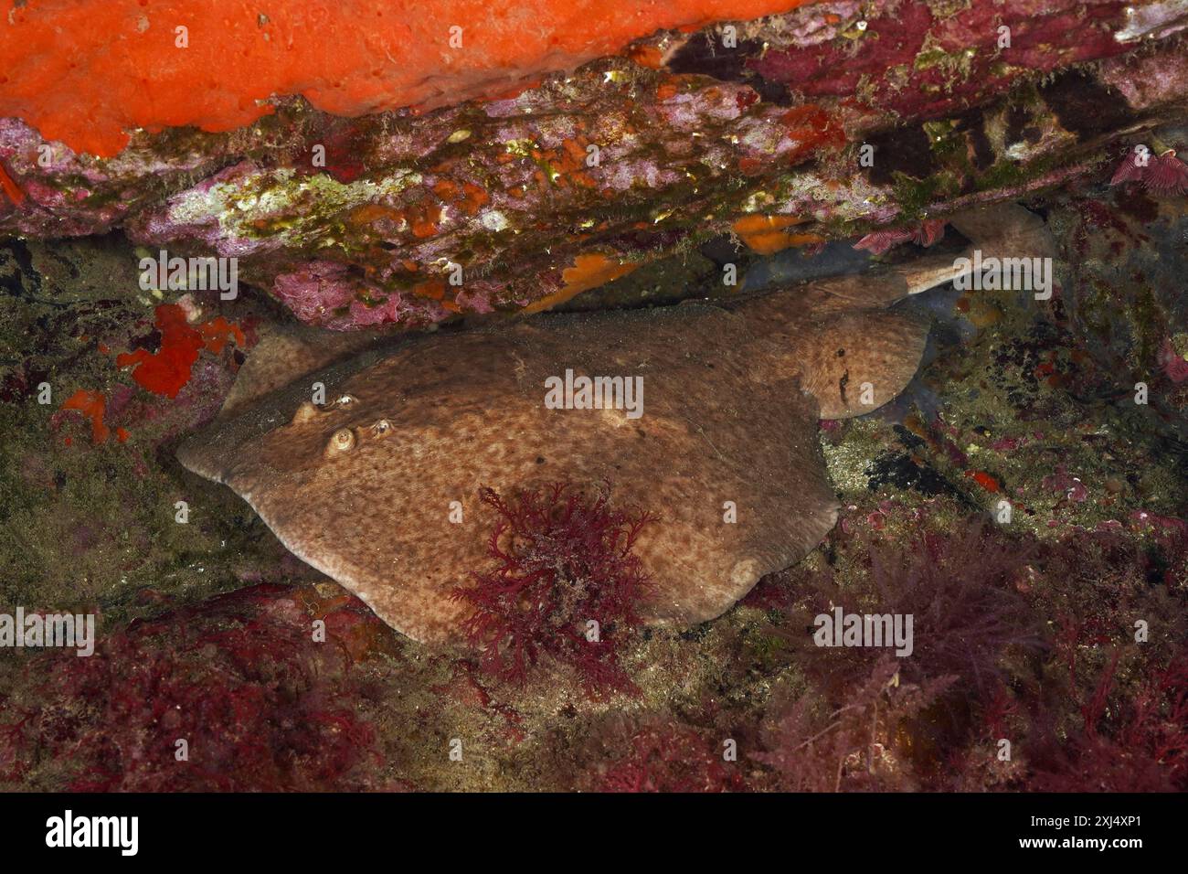 A marbled electric ray (Torpedo marmorata) hides in a rocky reef under ...