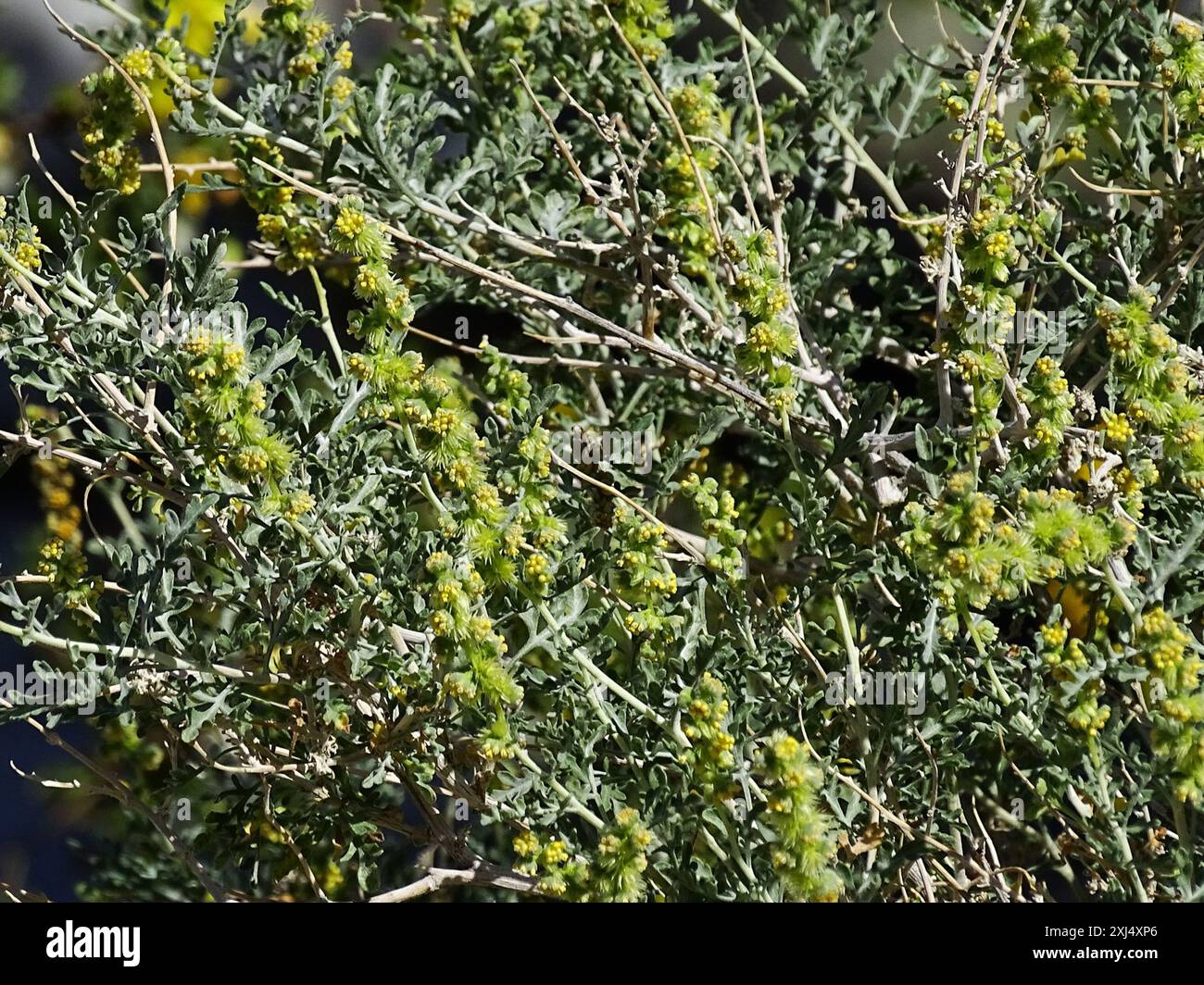 Burrobush (Ambrosia dumosa) Plantae Stock Photo - Alamy