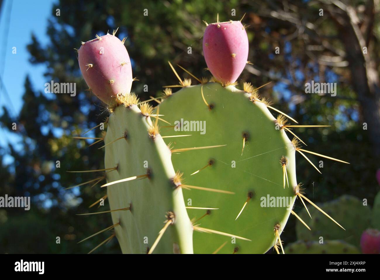 Fig tree prickly pear hi-res stock photography and images - Alamy