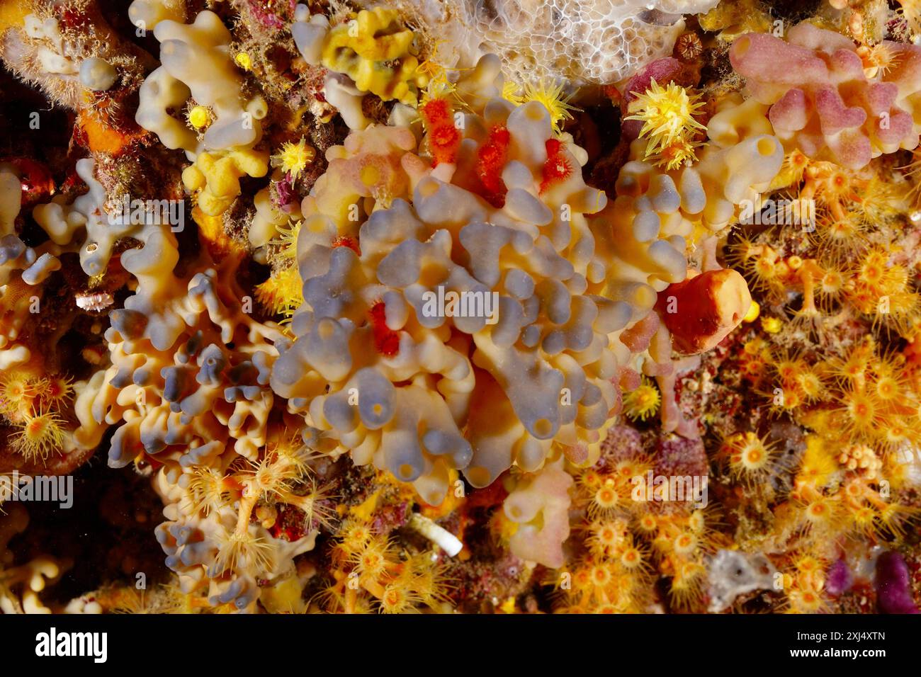 Blue flesh sponge (Oscarella lobularis), Yellow cluster anemone ...