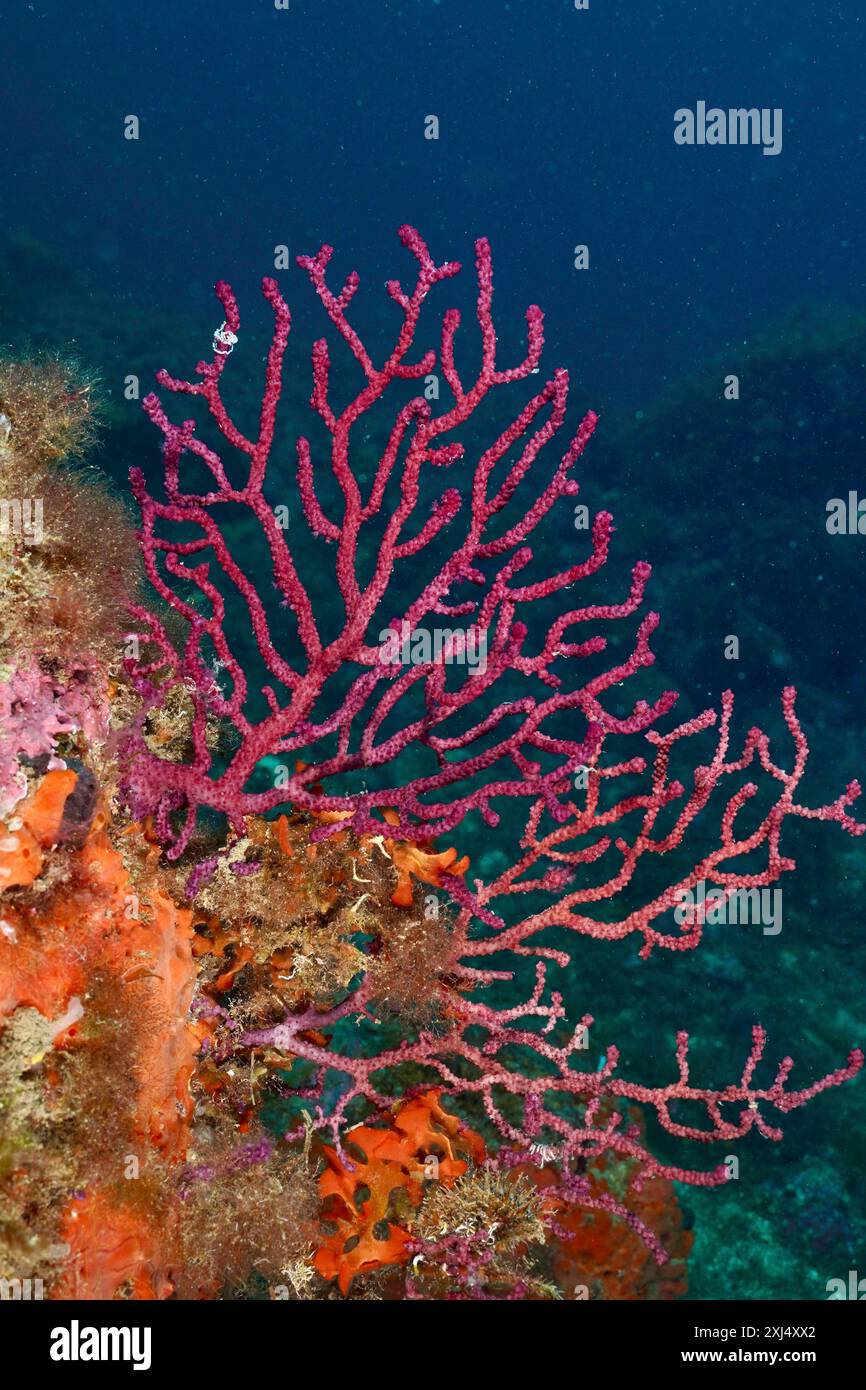 Red Violescent sea-whip (Paramuricea clavata) in front of a deep blue ...