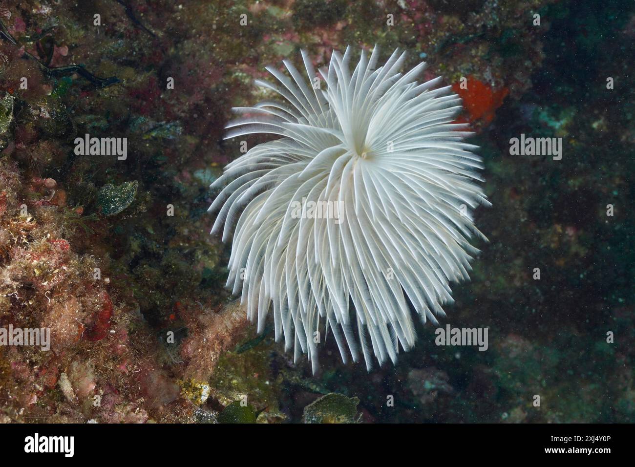 White mediterranean fanworm (Sabella spallanzanii) underwater on the ...