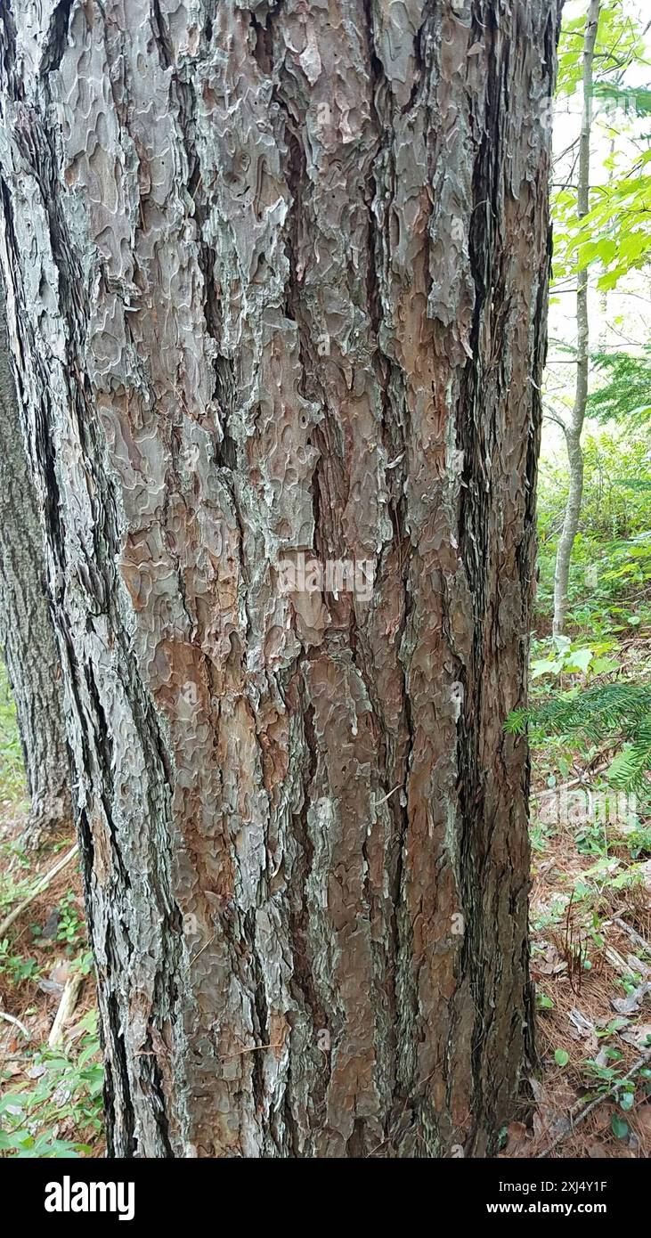 red pine (Pinus resinosa) Plantae Stock Photo - Alamy