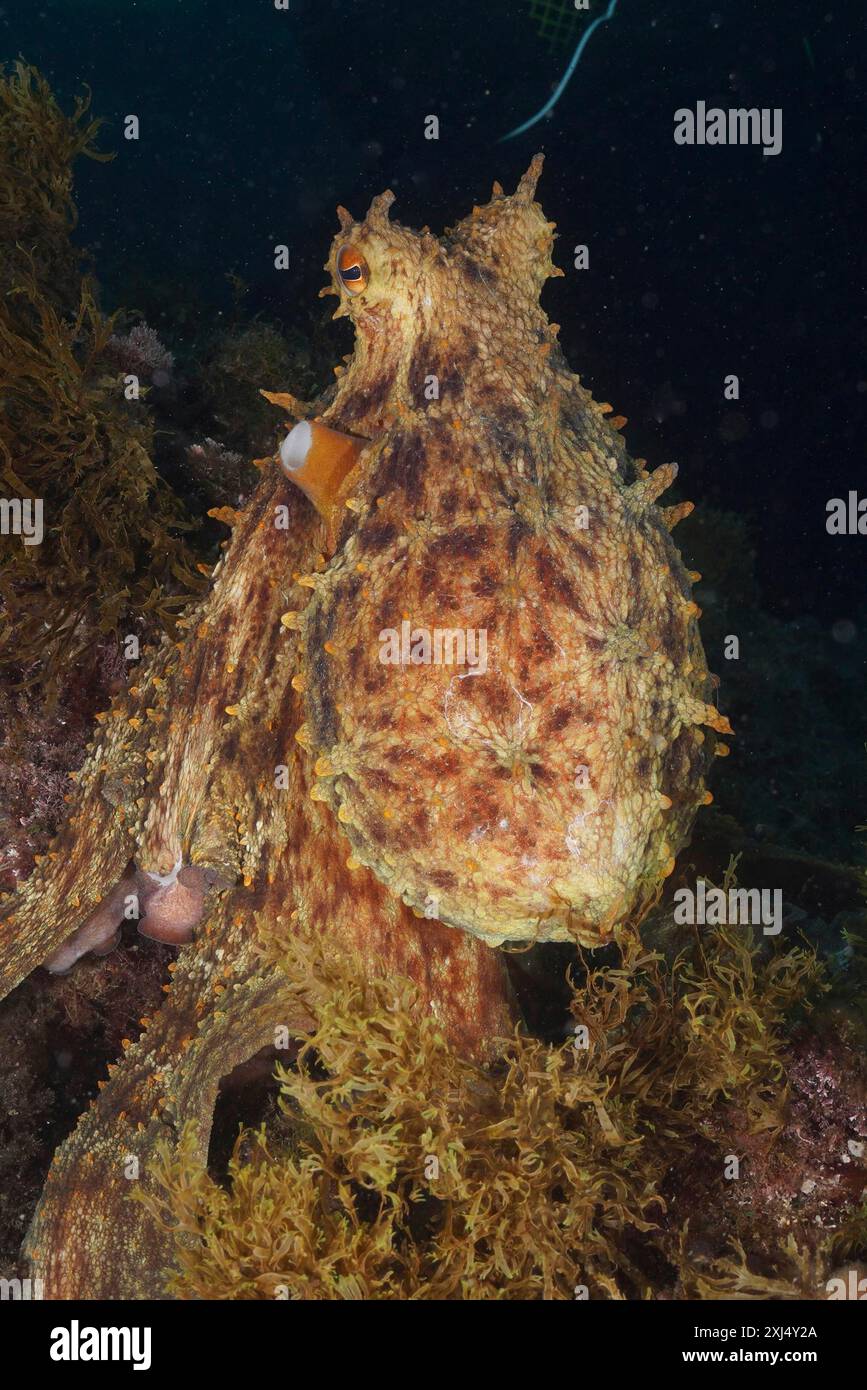 Common octopus in seaweed octopus hi-res stock photography and images ...