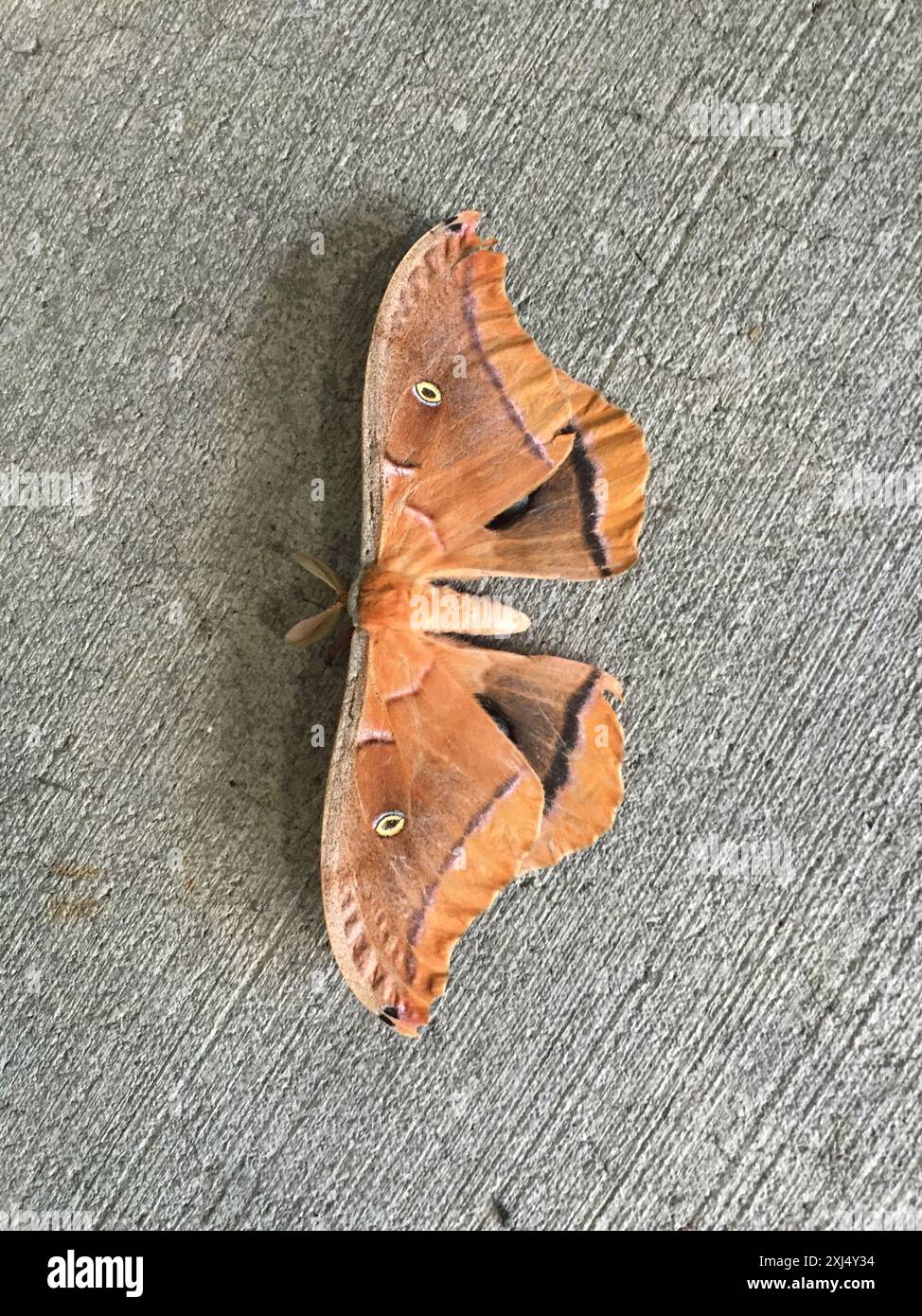 Polyphemus Moth (Antheraea polyphemus) Insecta Stock Photo - Alamy