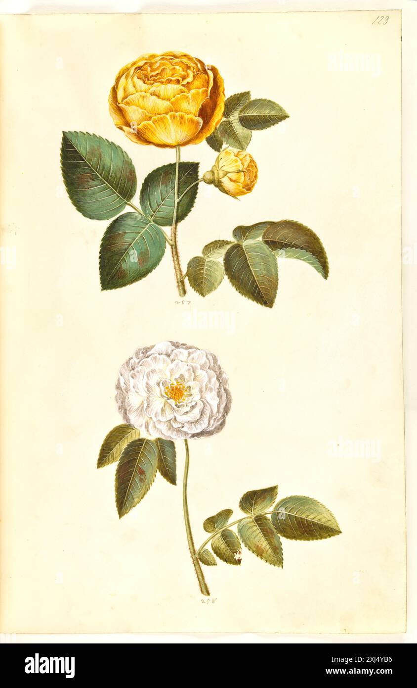 Pink hemispherica (sulfur yellow rose); Pink × alba (white rose ...