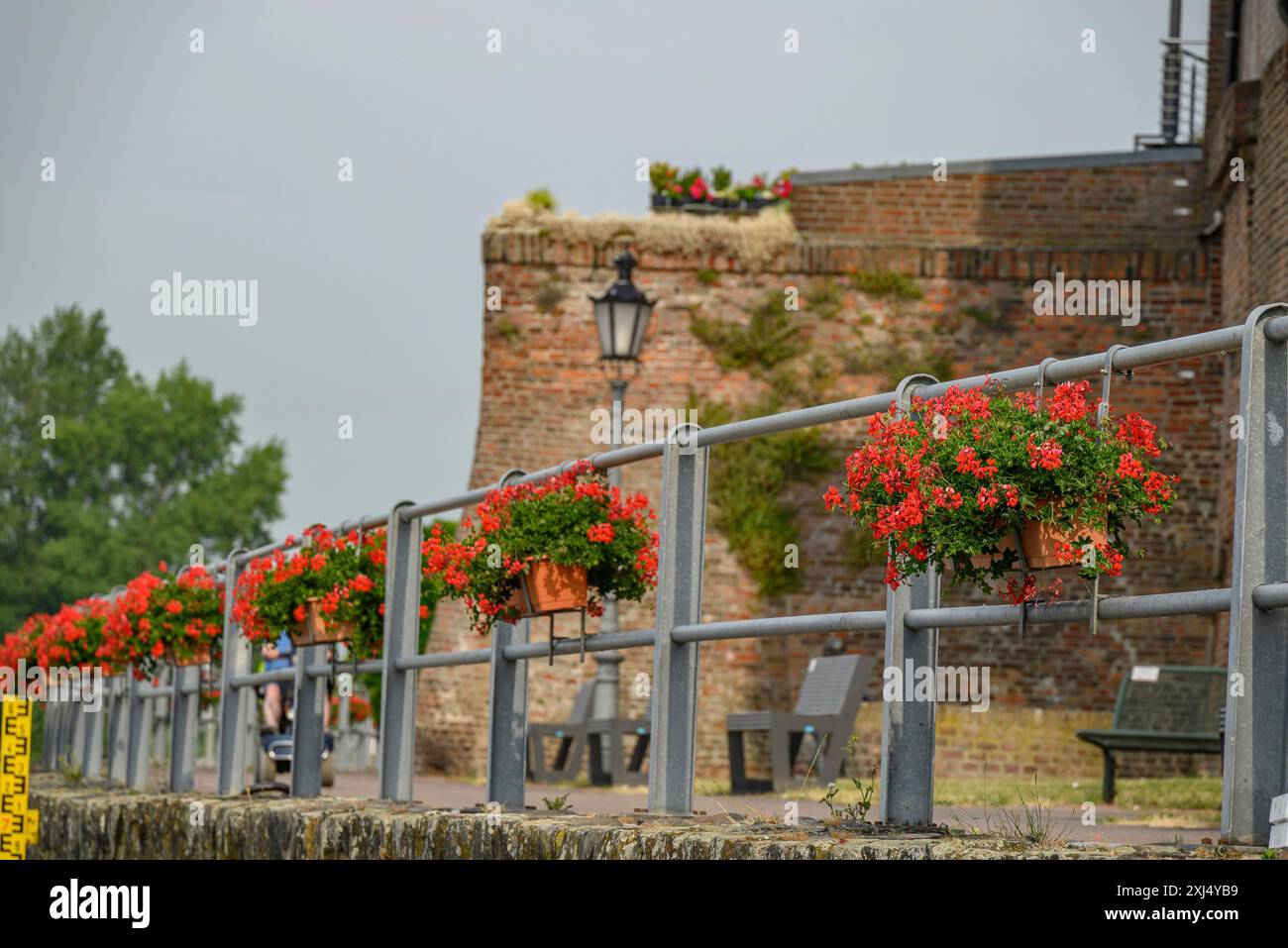 Blooming flowers in pots decorate the railing next to an old brick wall ...
