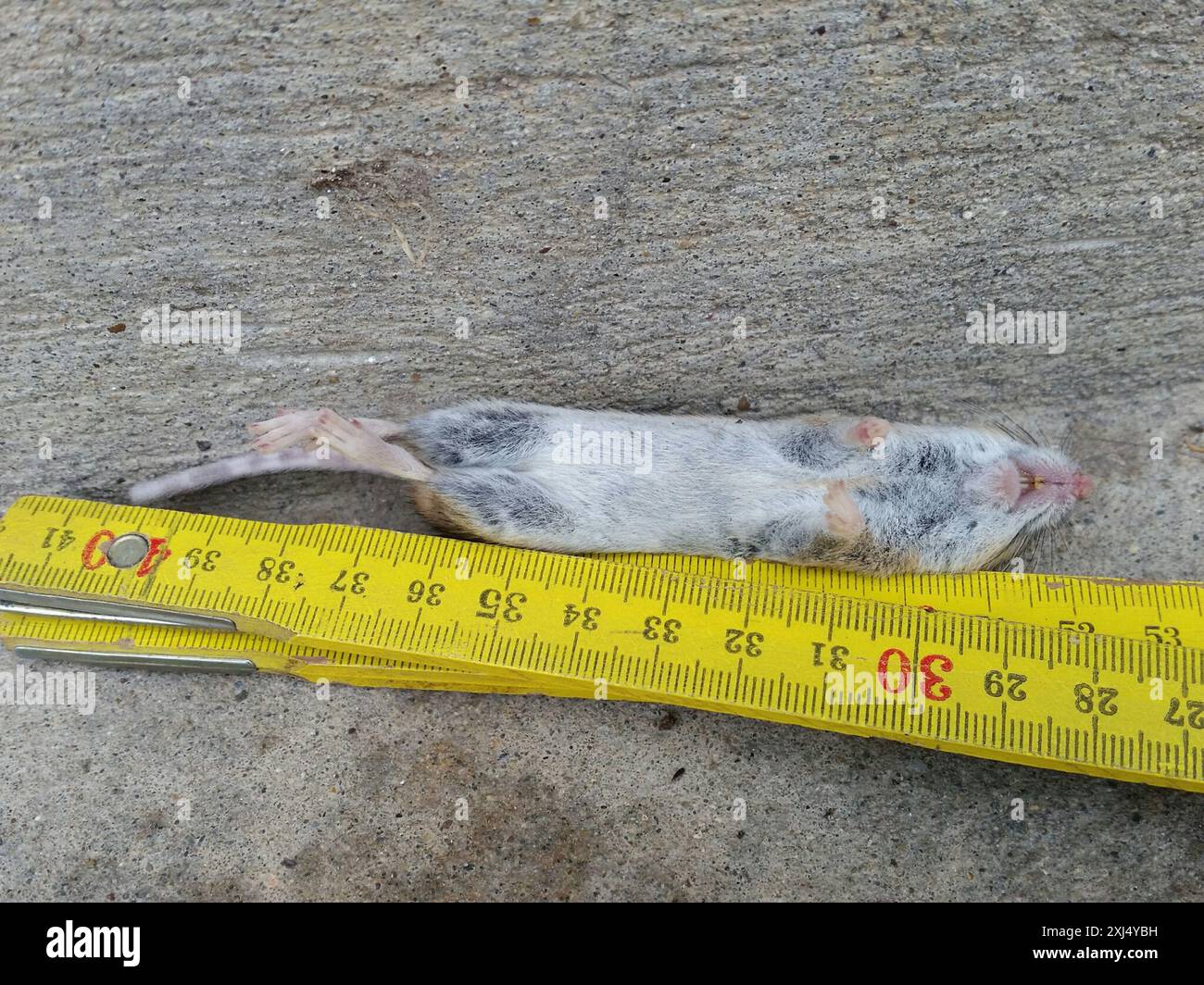 European Wood Mouse (Apodemus sylvaticus) Mammalia Stock Photo - Alamy