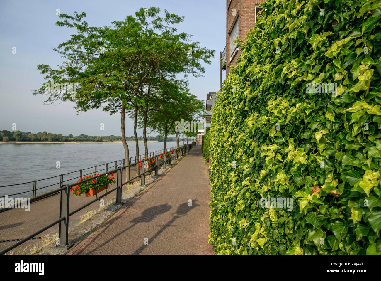 Sunny footpath along a green hedge by the river, lined with trees and ...