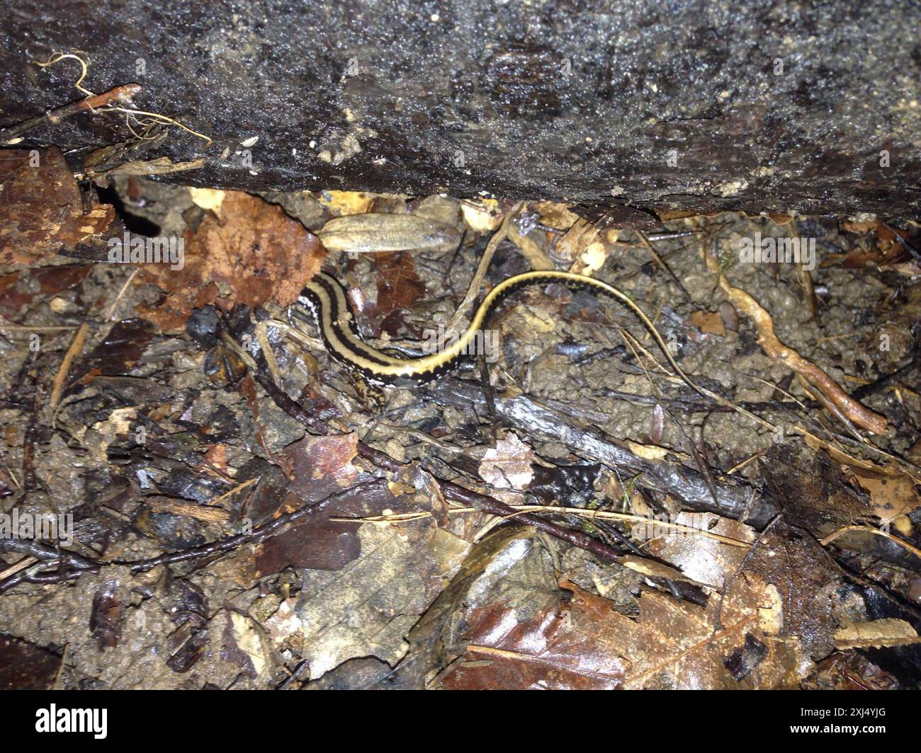 Three-lined Salamander (Eurycea guttolineata) Amphibia Stock Photo - Alamy