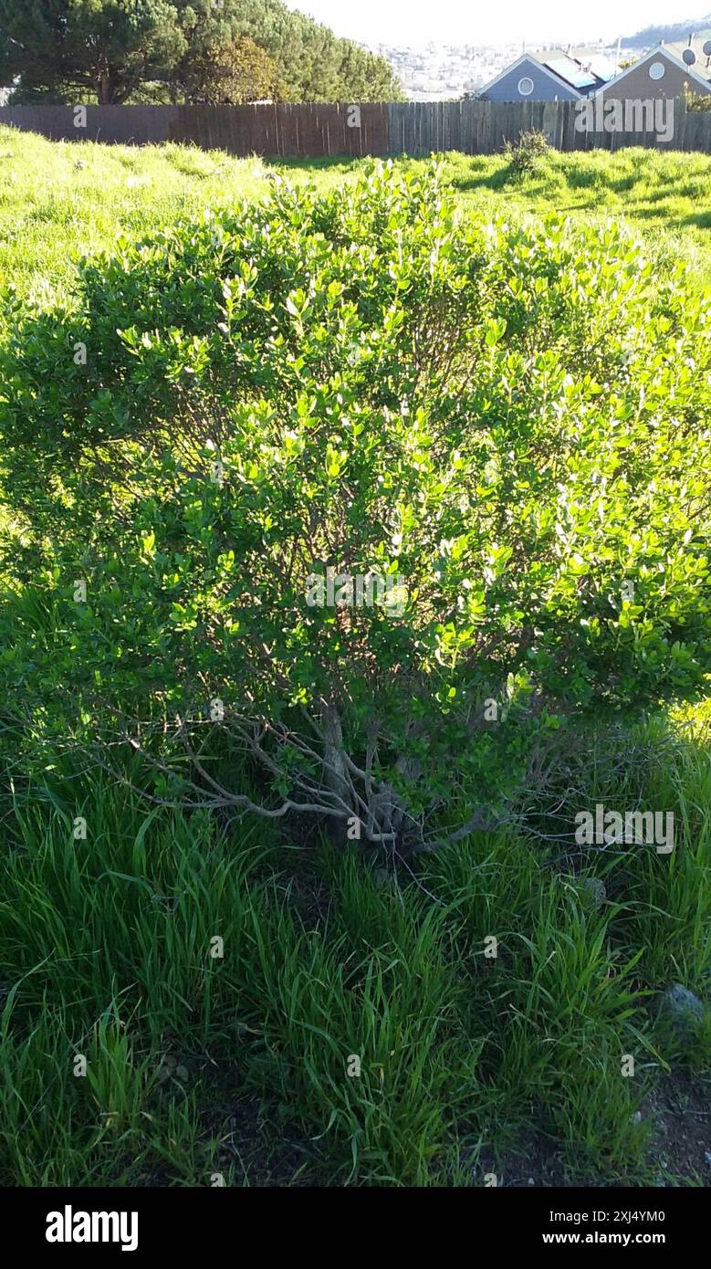Chaparral Coyote Brush (Baccharis pilularis consanguinea) Plantae Stock ...
