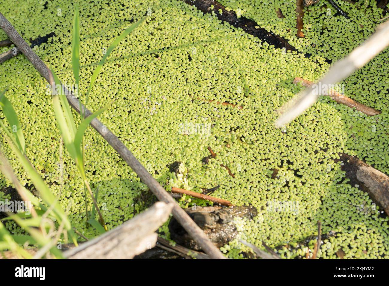 duckweeds (Lemnoideae) Plantae Stock Photo - Alamy