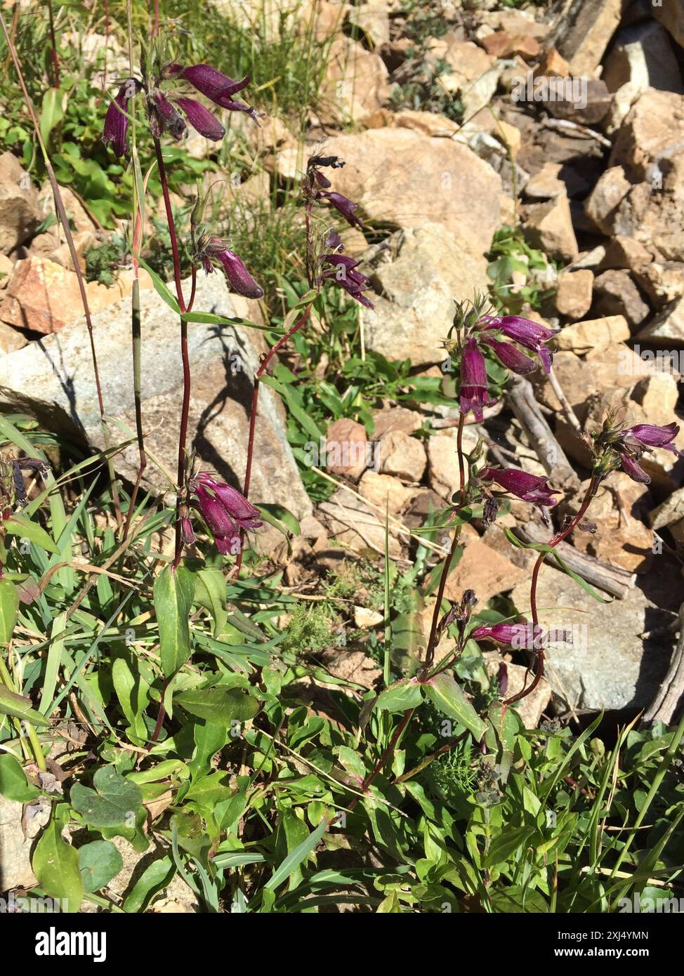 Whipple's penstemon (Penstemon whippleanus) Plantae Stock Photo - Alamy