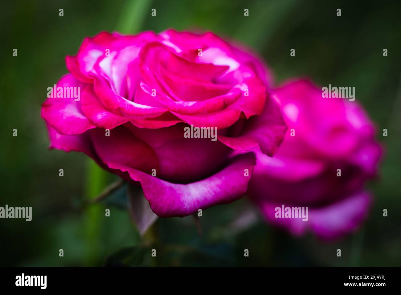 Selective focus decorative hi-res stock photography and images - Alamy