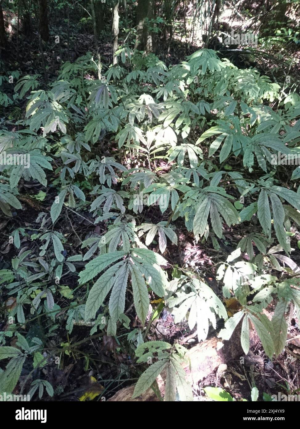 Elatostema hi-res stock photography and images - Alamy