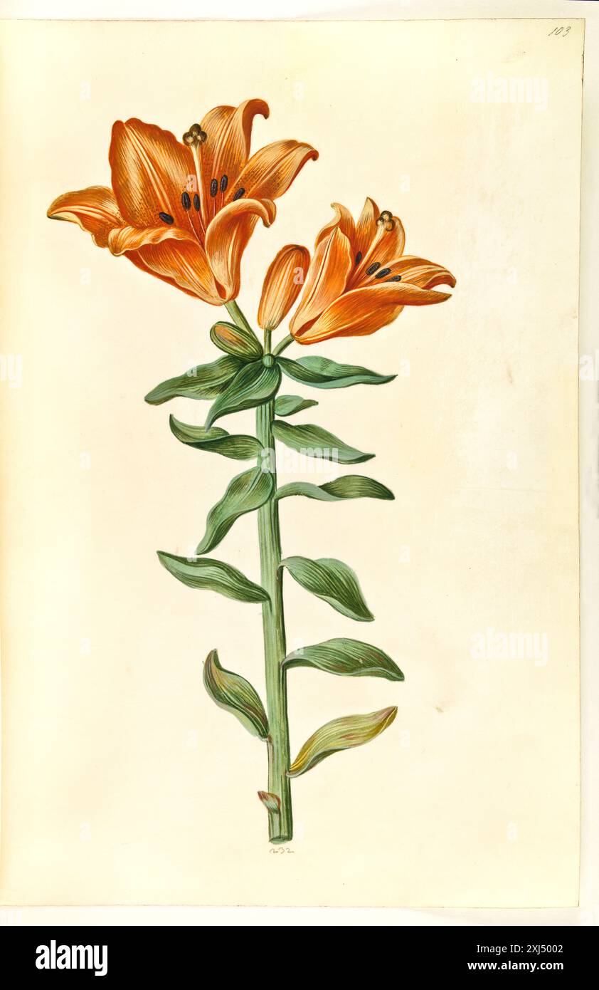 Gouache drawing by Hans Simon Holtzbecker and Maria Sibylla Merian ...