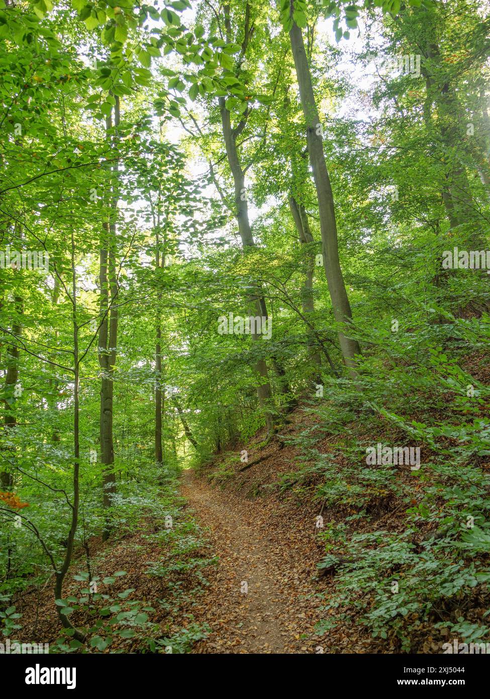 Narrow path through shady hi-res stock photography and images - Alamy