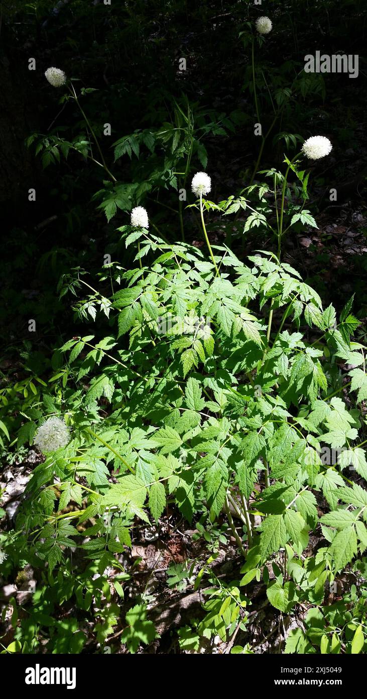 red baneberry (Actaea rubra) Plantae Stock Photo - Alamy