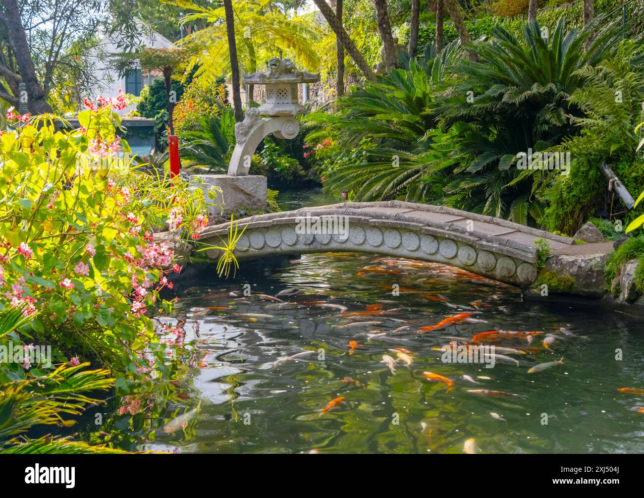 Serene Koi fish pond in Monte Palace tropical garden on Madeira ...