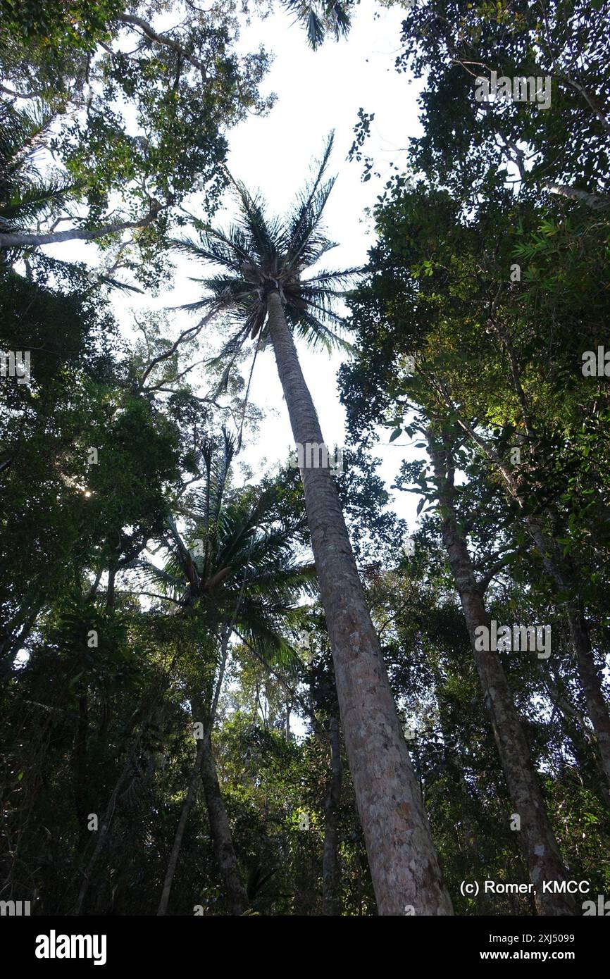 Giant Windowpane Palm (Beccariophoenix madagascariensis) Plantae Stock ...