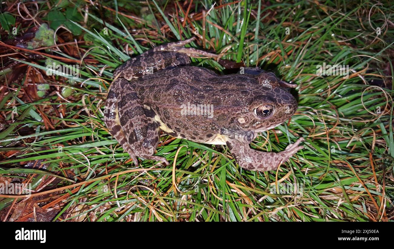 Crawfish Frog (Lithobates areolatus) Amphibia Stock Photo - Alamy