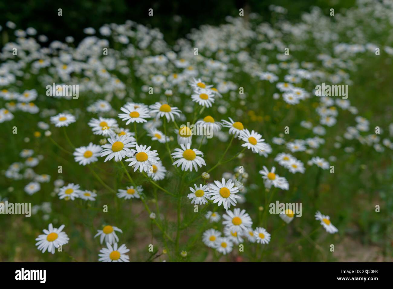 Chamomile (Chamomilla), medicinal plant, medicinal tea, tea, calming ...