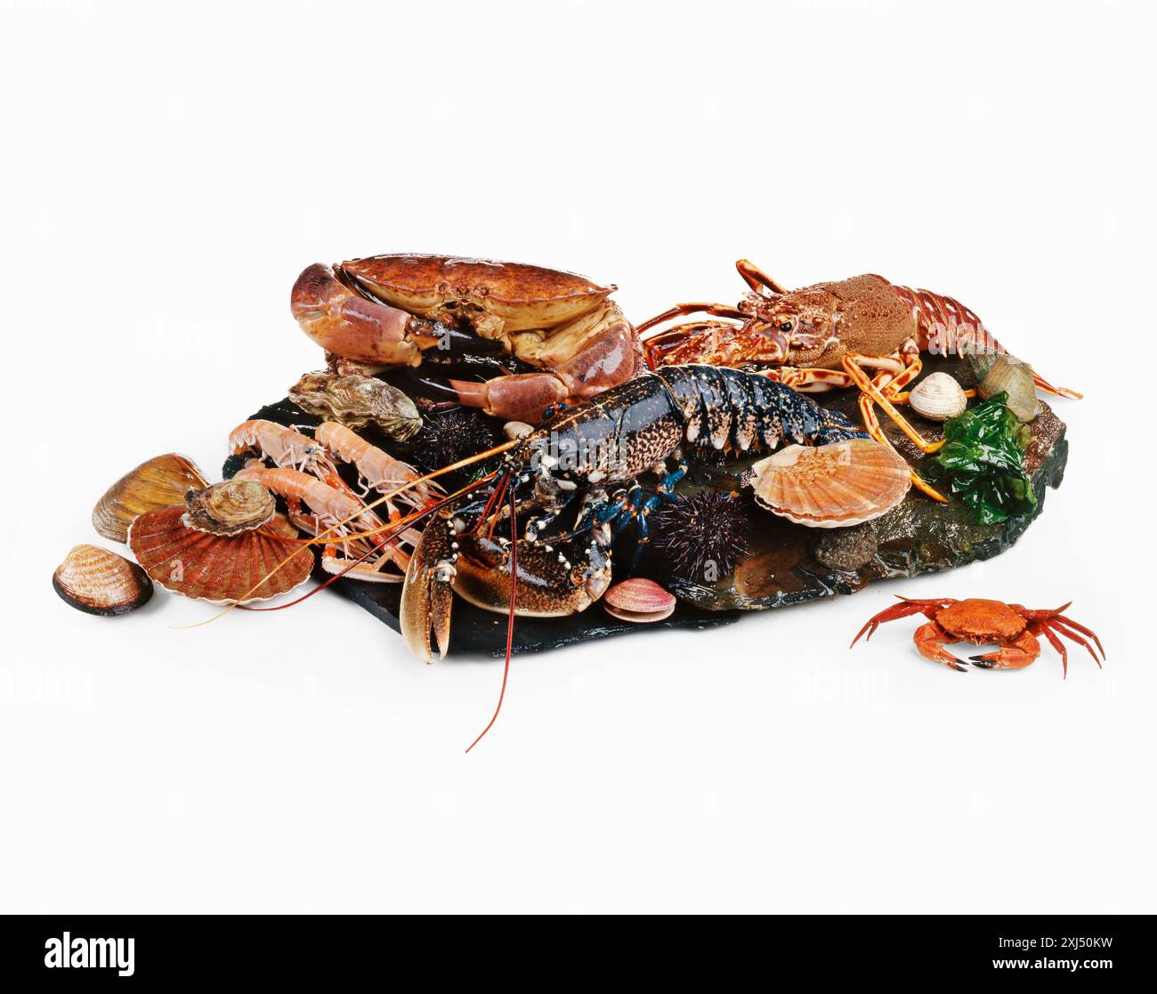 Clam shell and sea urchin Cut Out Stock Images & Pictures - Alamy