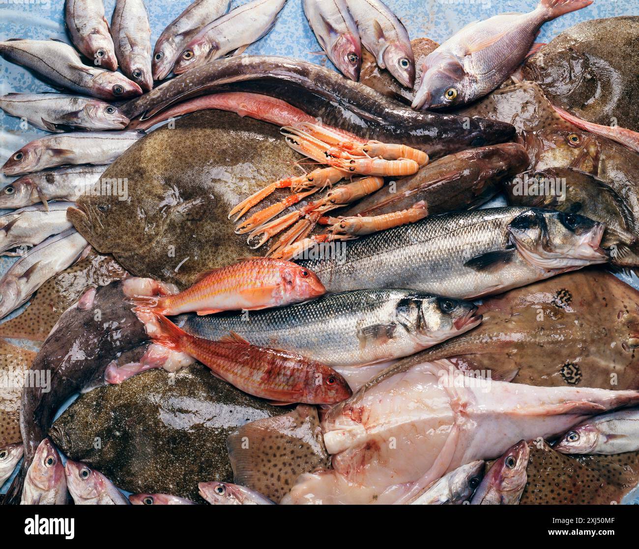 Fish composition hi-res stock photography and images - Alamy