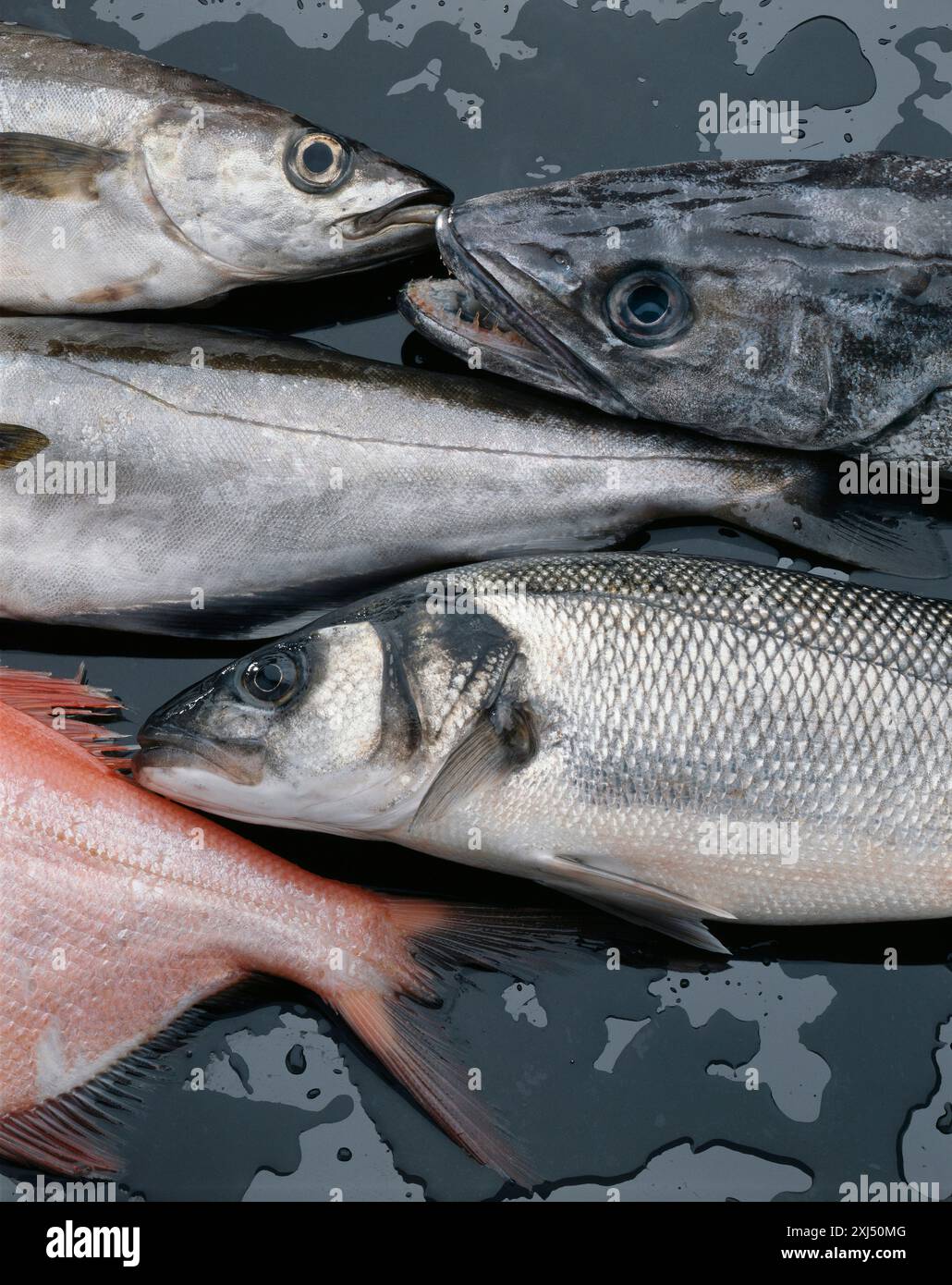 Hake fish sea hi-res stock photography and images - Alamy