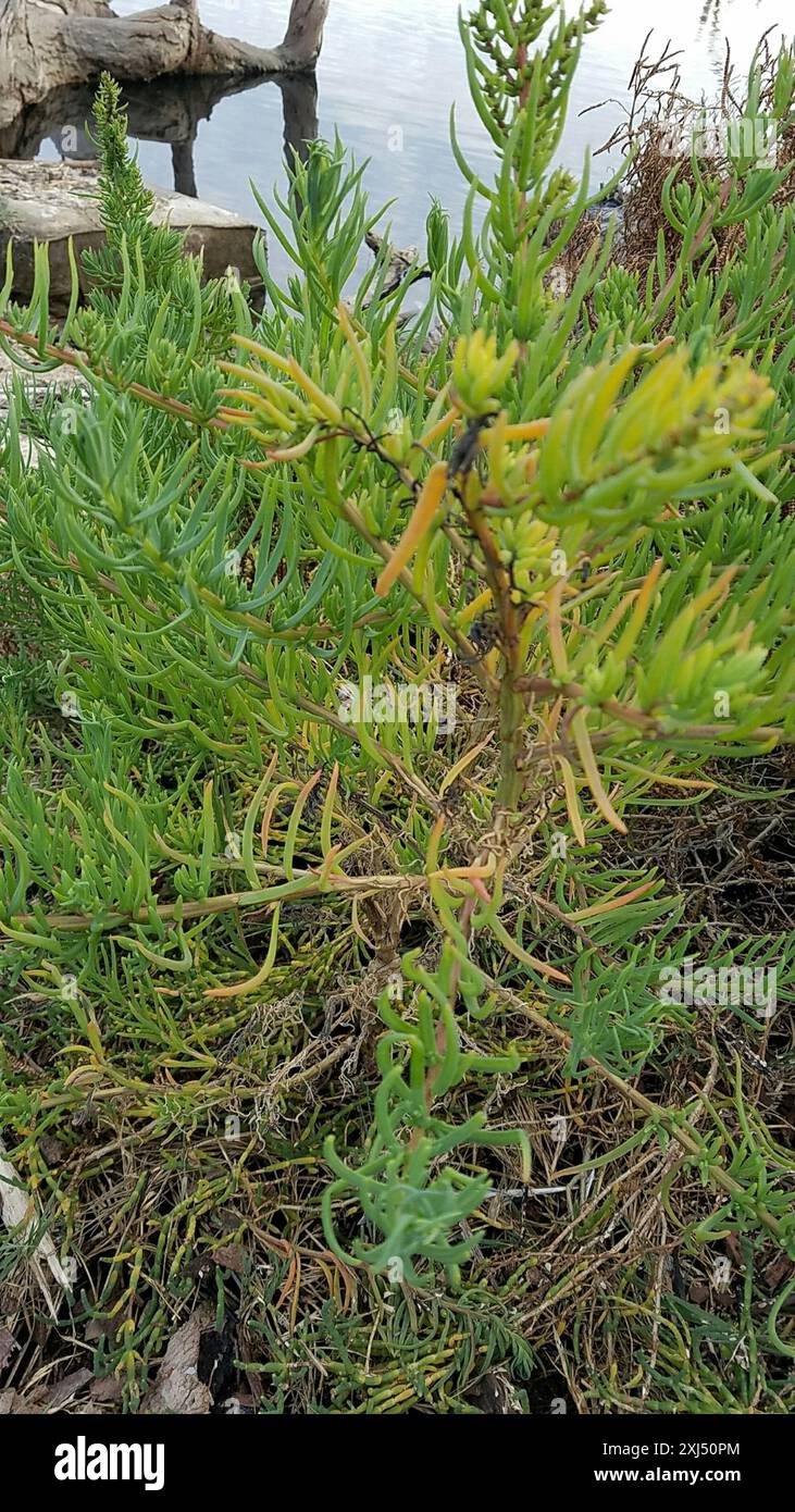 Saltwort (Batis maritima) Plantae Stock Photo - Alamy