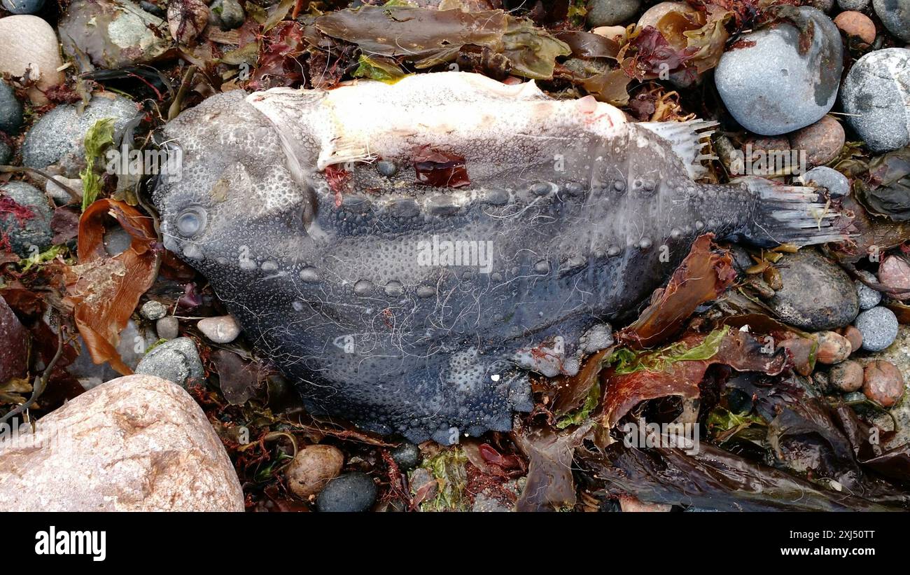Lumpfish cyclopterus lumpus hi-res stock photography and images - Alamy
