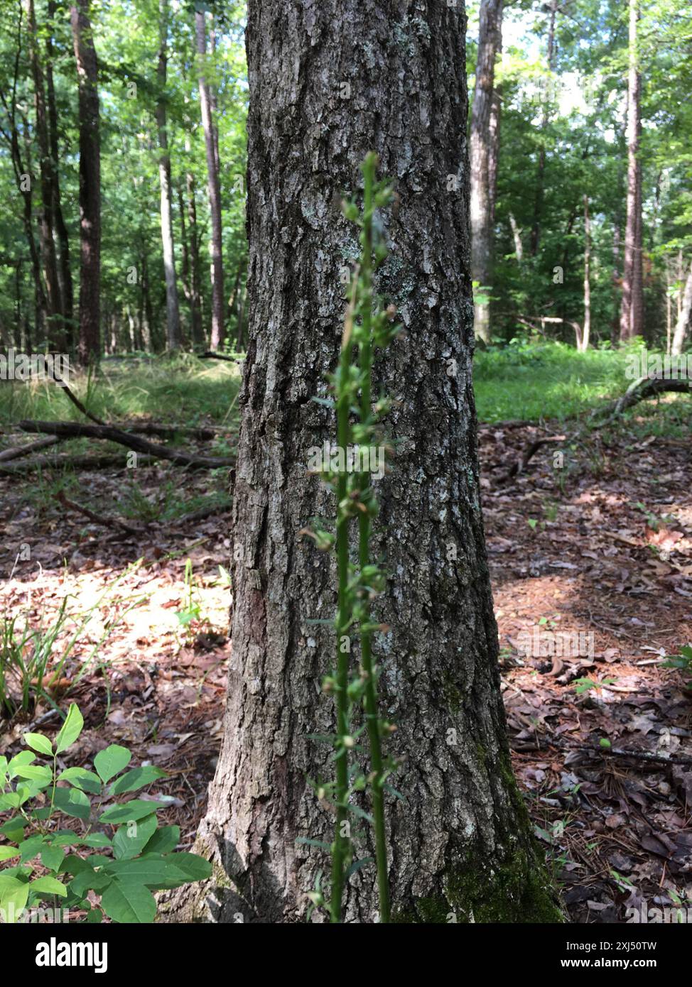 devil's bit (Chamaelirium luteum) Plantae Stock Photo - Alamy