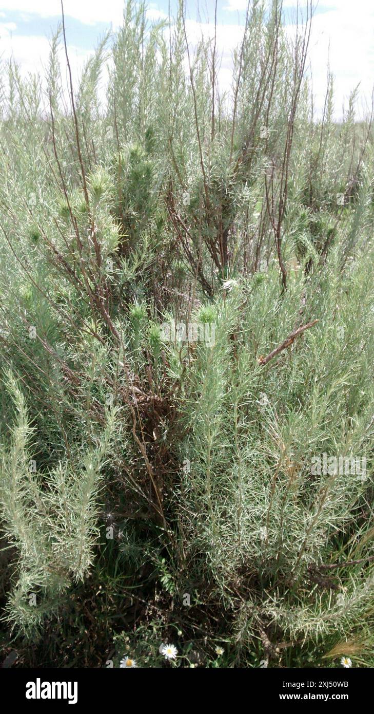 Artemisia filifolia hi-res stock photography and images - Alamy