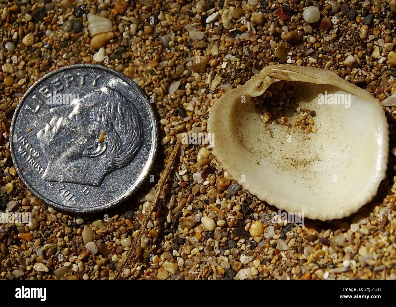 (Periglypta reticulata) Mollusca Stock Photo - Alamy