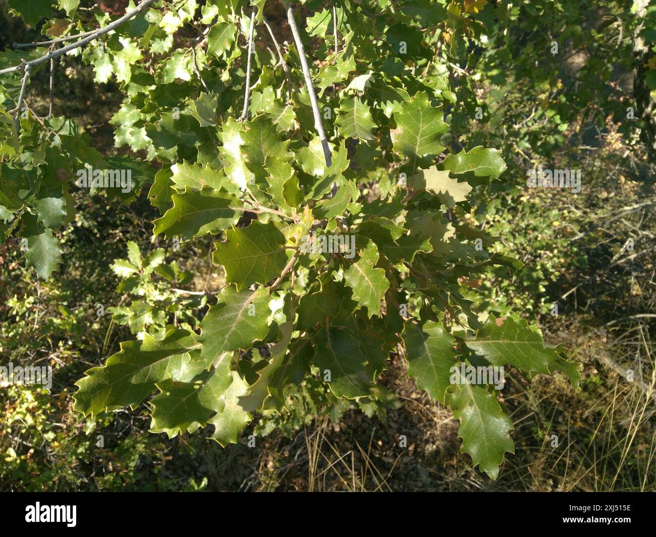 Downy oak (Quercus pubescens pubescens) Plantae Stock Photo - Alamy