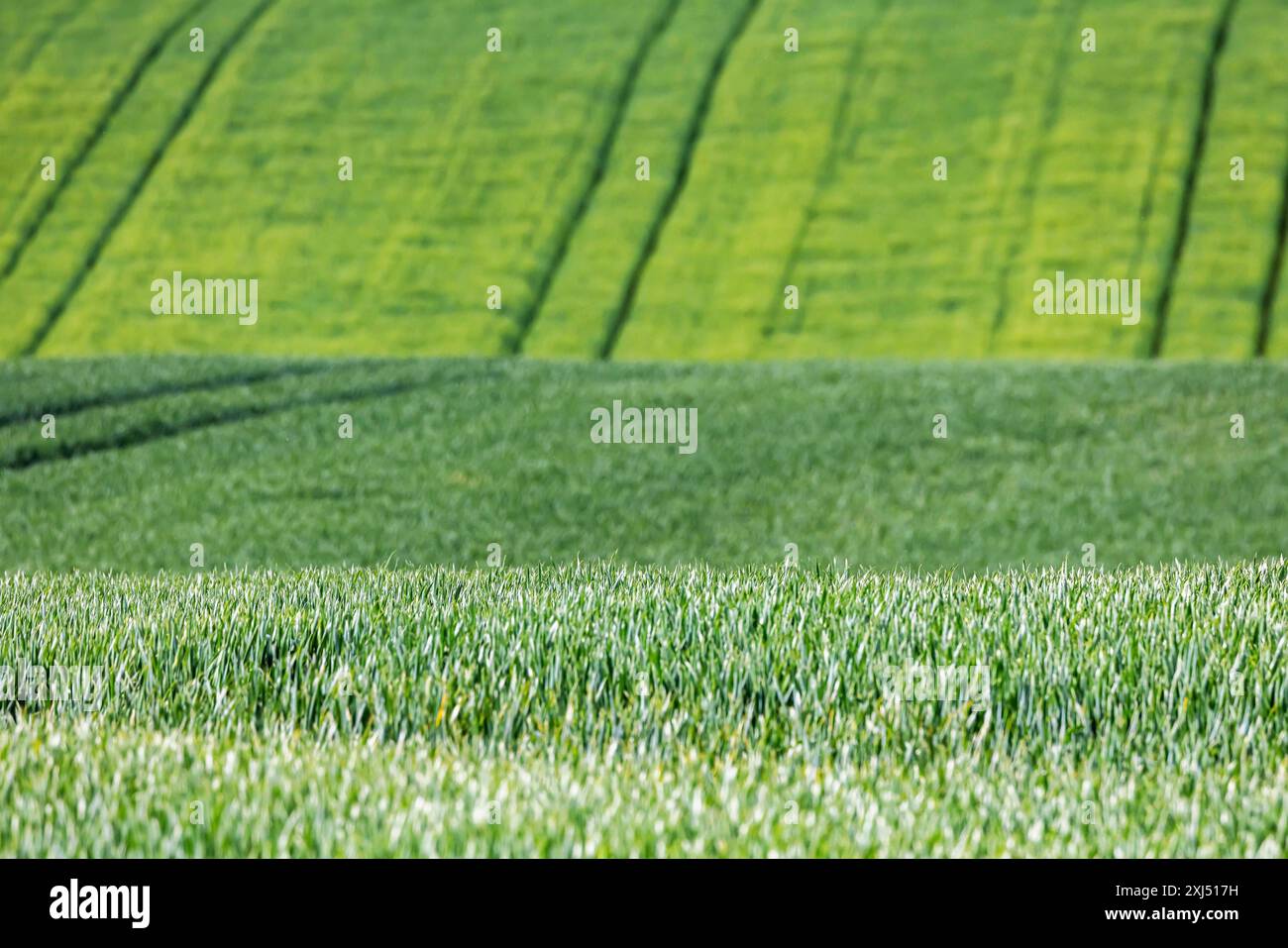 Cereal fields in spring with vehicle tracks in the fresh green ...