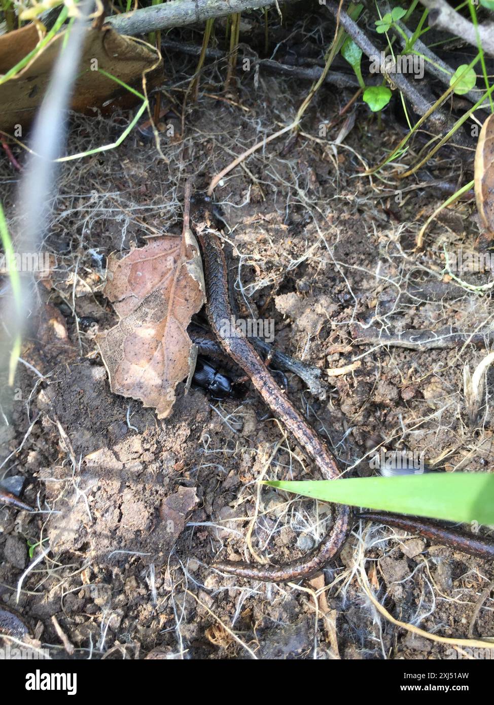 California Slender Salamander (Batrachoseps attenuatus) Amphibia Stock ...