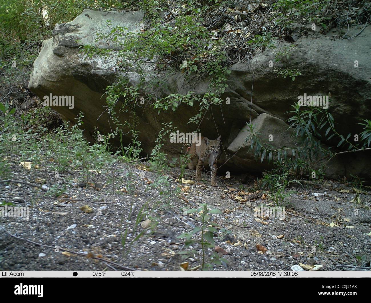 Placental Mammals (Placentalia) Mammalia Stock Photo - Alamy