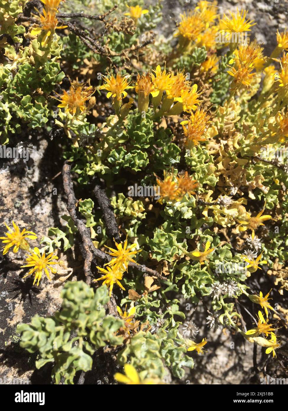 Wedgeleaf Goldenbush (Ericameria cuneata) Plantae Stock Photo - Alamy