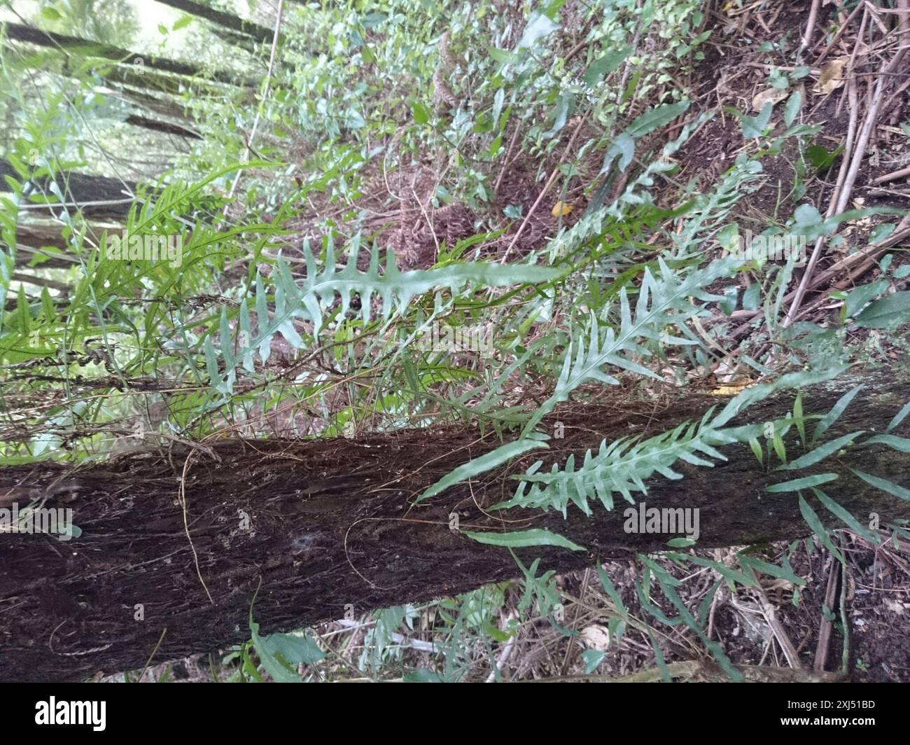 Fragrant Fern (Microsorum scandens) Plantae Stock Photo - Alamy