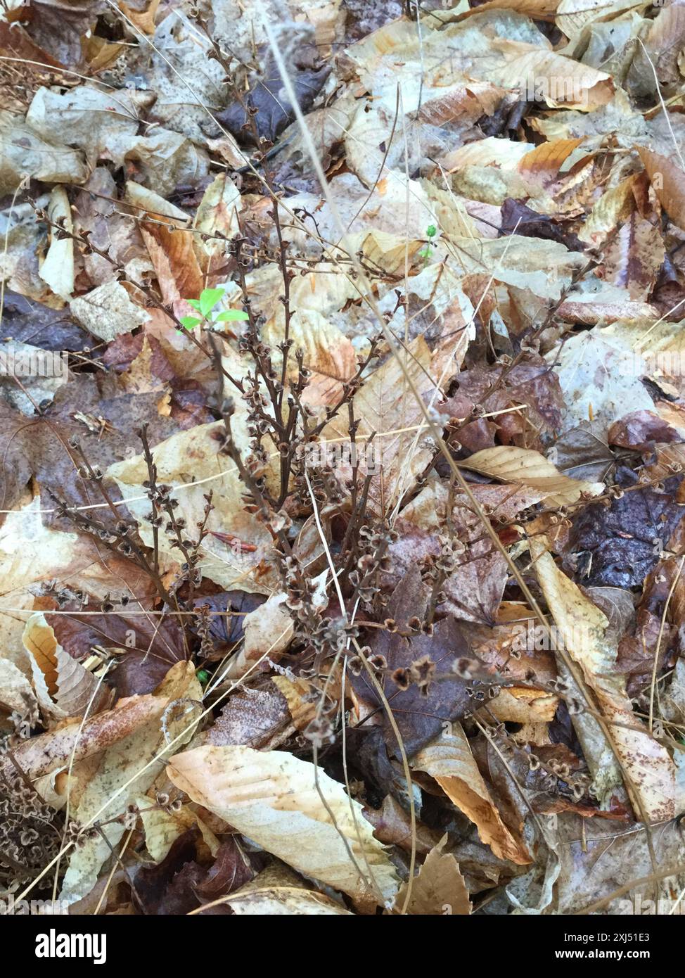 Beechdrops (Epifagus virginiana) Plantae Stock Photo - Alamy