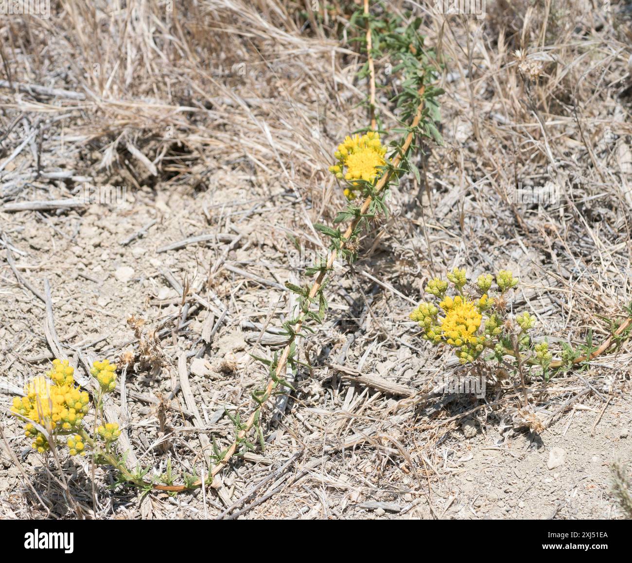 Coastal Goldenbush (Isocoma menziesii) Plantae Stock Photo - Alamy