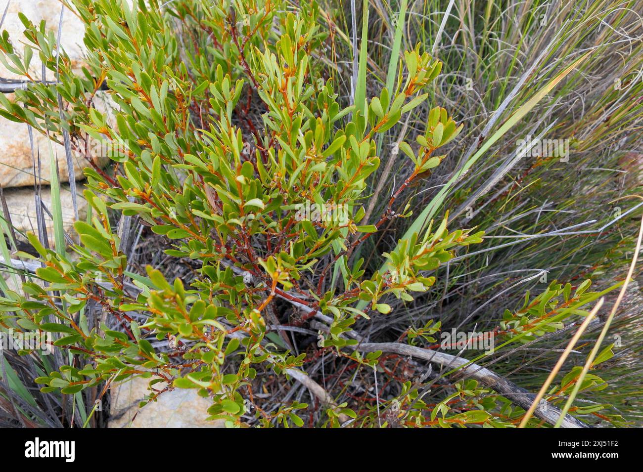 Mountain Honeybush (Cyclopia intermedia) Plantae Stock Photo - Alamy