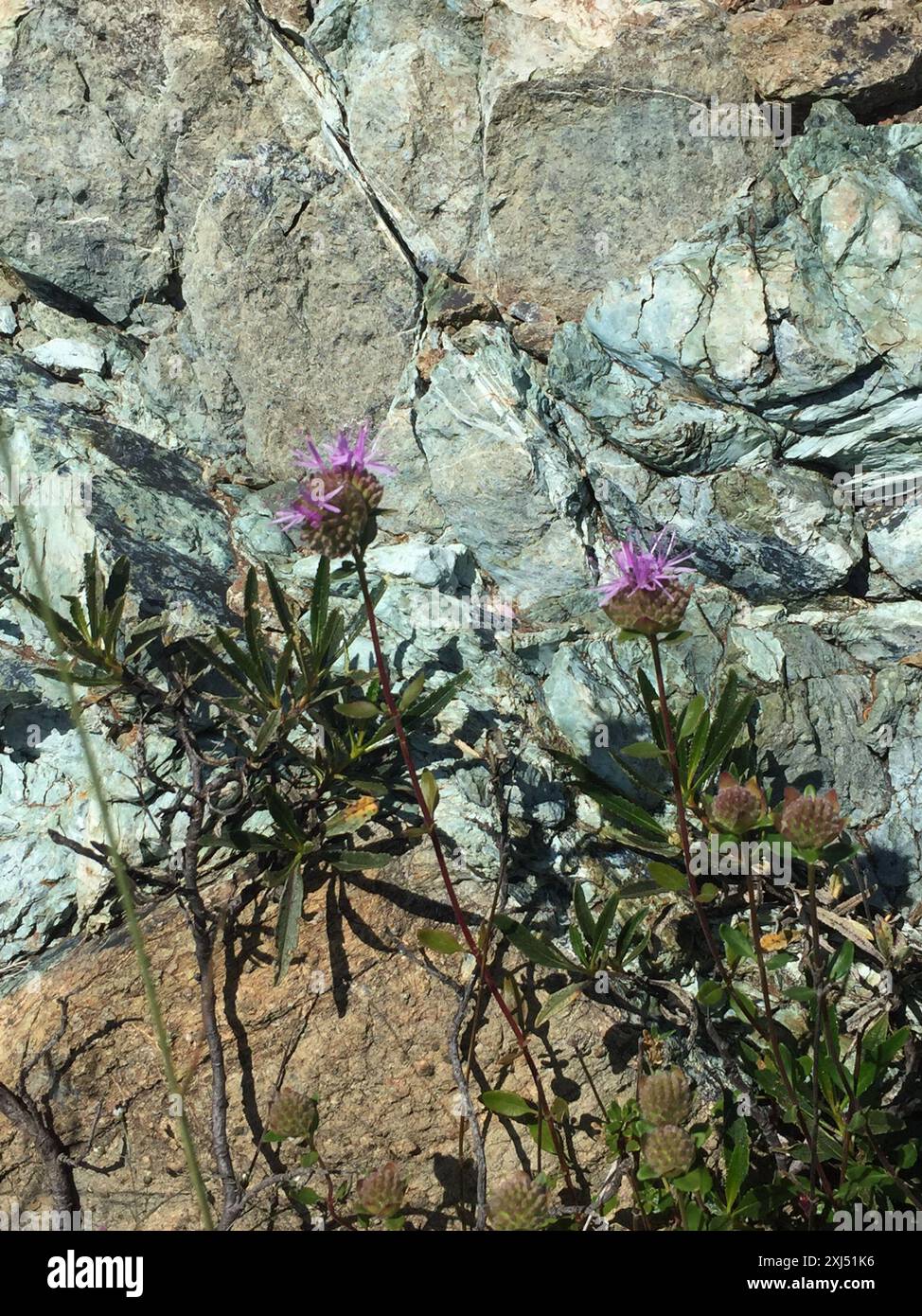 serpentine monardella (Monardella purpurea) Plantae Stock Photo - Alamy