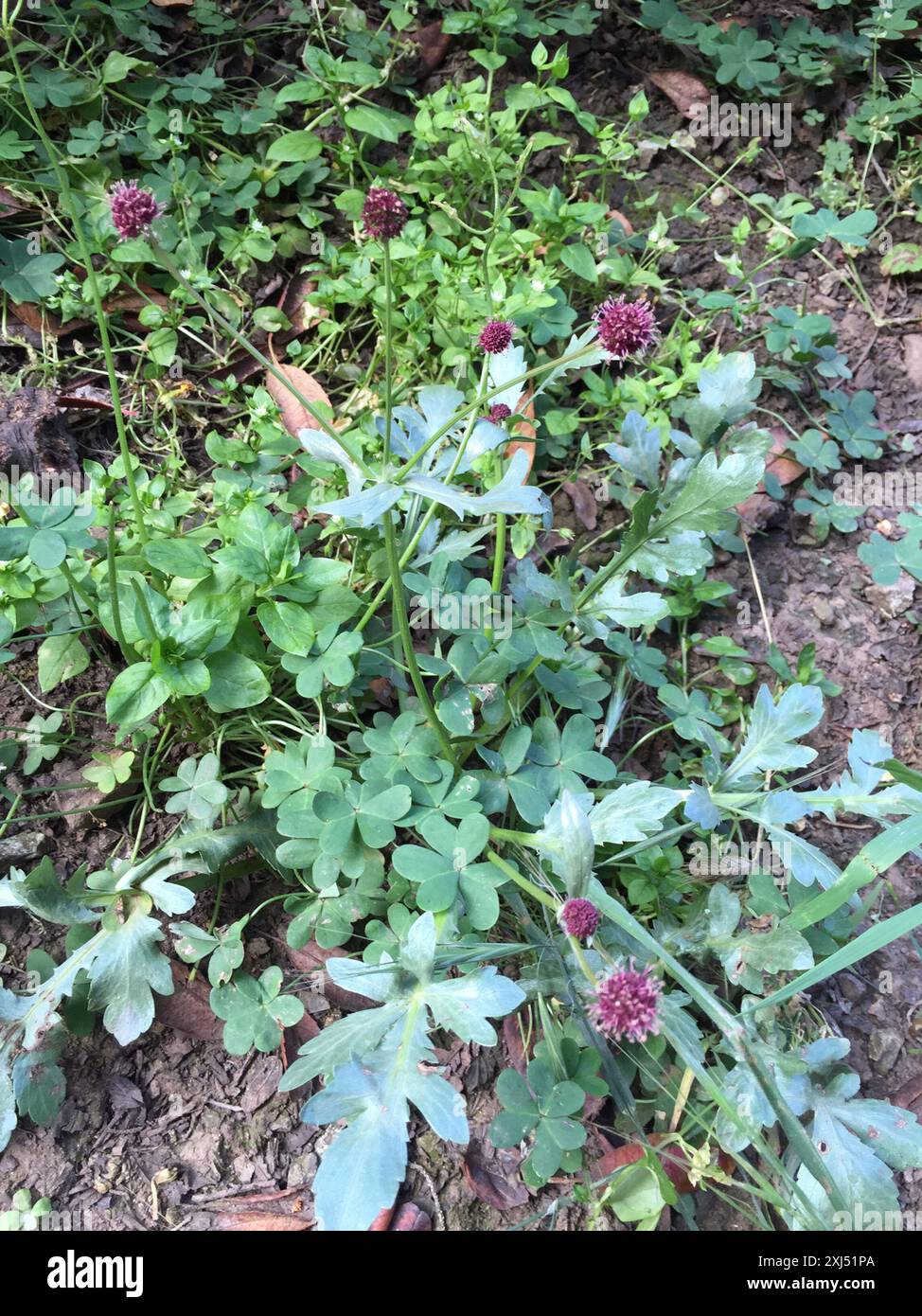 Purple Sanicle (Sanicula bipinnatifida) Plantae Stock Photo - Alamy